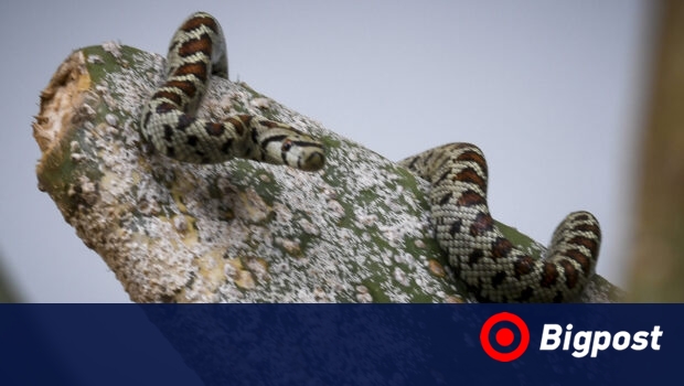 Θεσσαλονίκη: Στην εντατική με αναφυλακτικό σοκ η 39χρονη ερπετολόγος ...