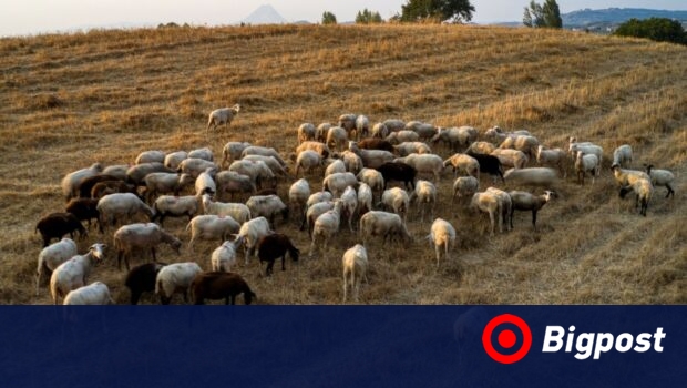 Οκτώ ερωτήσεις και απαντήσεις για την ευλογιά των προβάτων - Τα μέτρα ...
