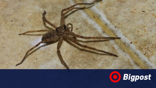 Ηλεία: Πέθανε ο 48χρονος που τον είχε τσιμπήσει αράχνη - Bigpost.gr