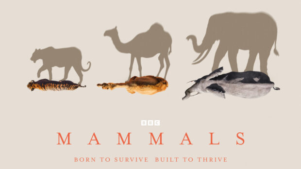 MAMMALS: Σειρά ντοκιμαντέρ του BBC σε Α’ Τηλεοπτική Μετάδοση στον ΣΚΑΪ ...